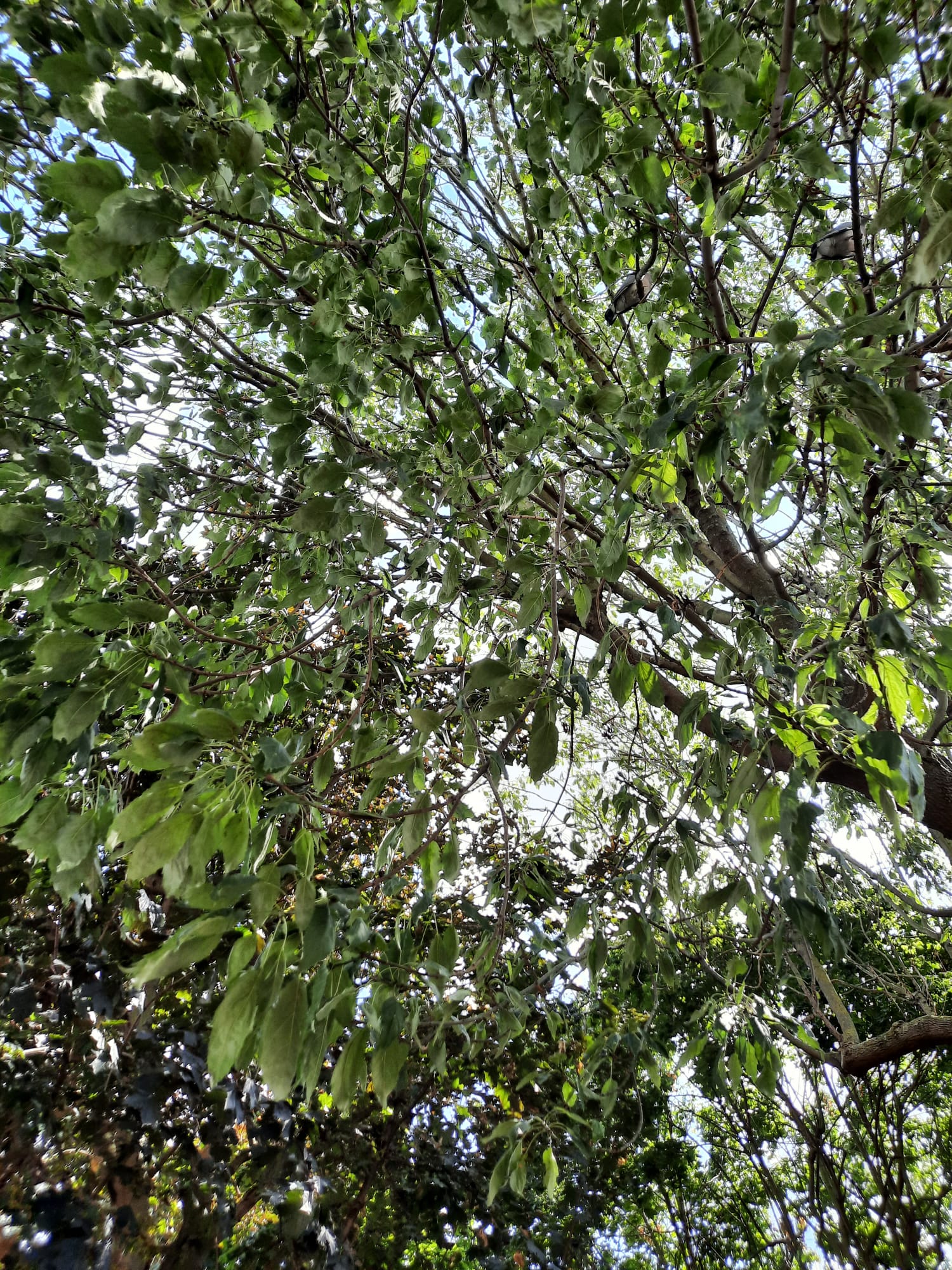London Tree Walk - Wapping To Canary Wharf – Salterton Arts Review