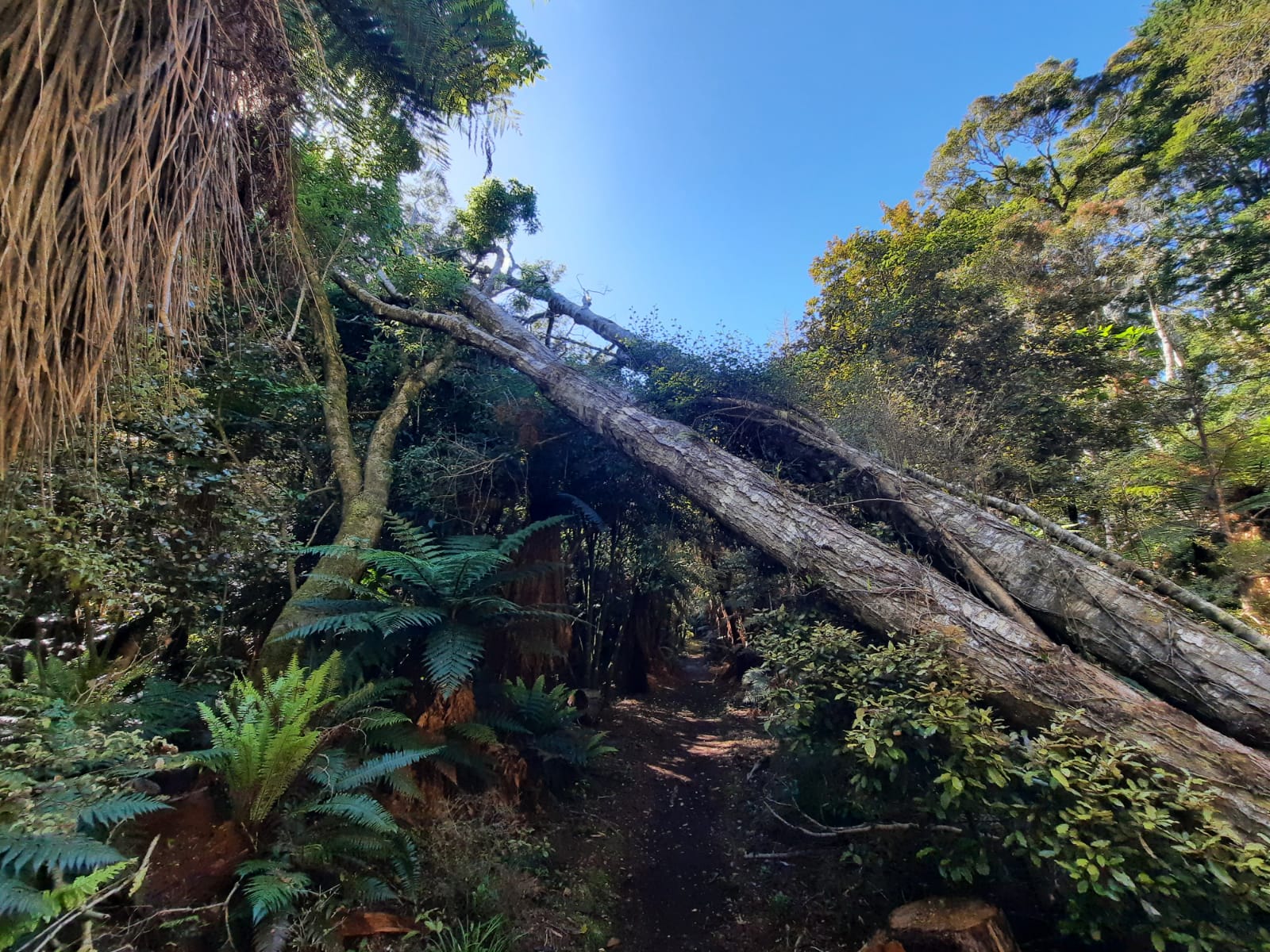 The Built And Natural Environment In The Catlins, New Zealand ...