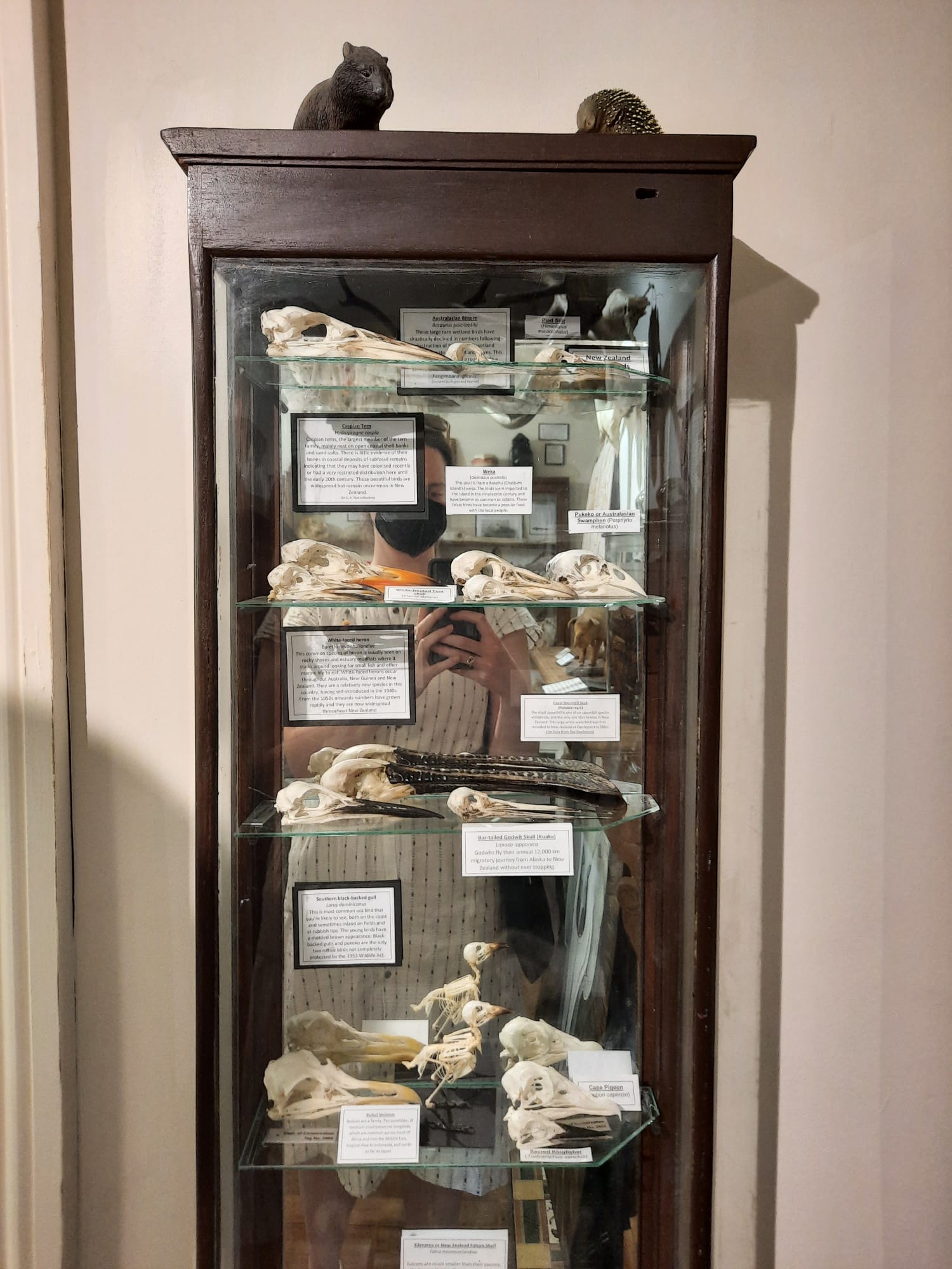 Dunedin Museum Of Natural Mystery – Salterton Arts Review