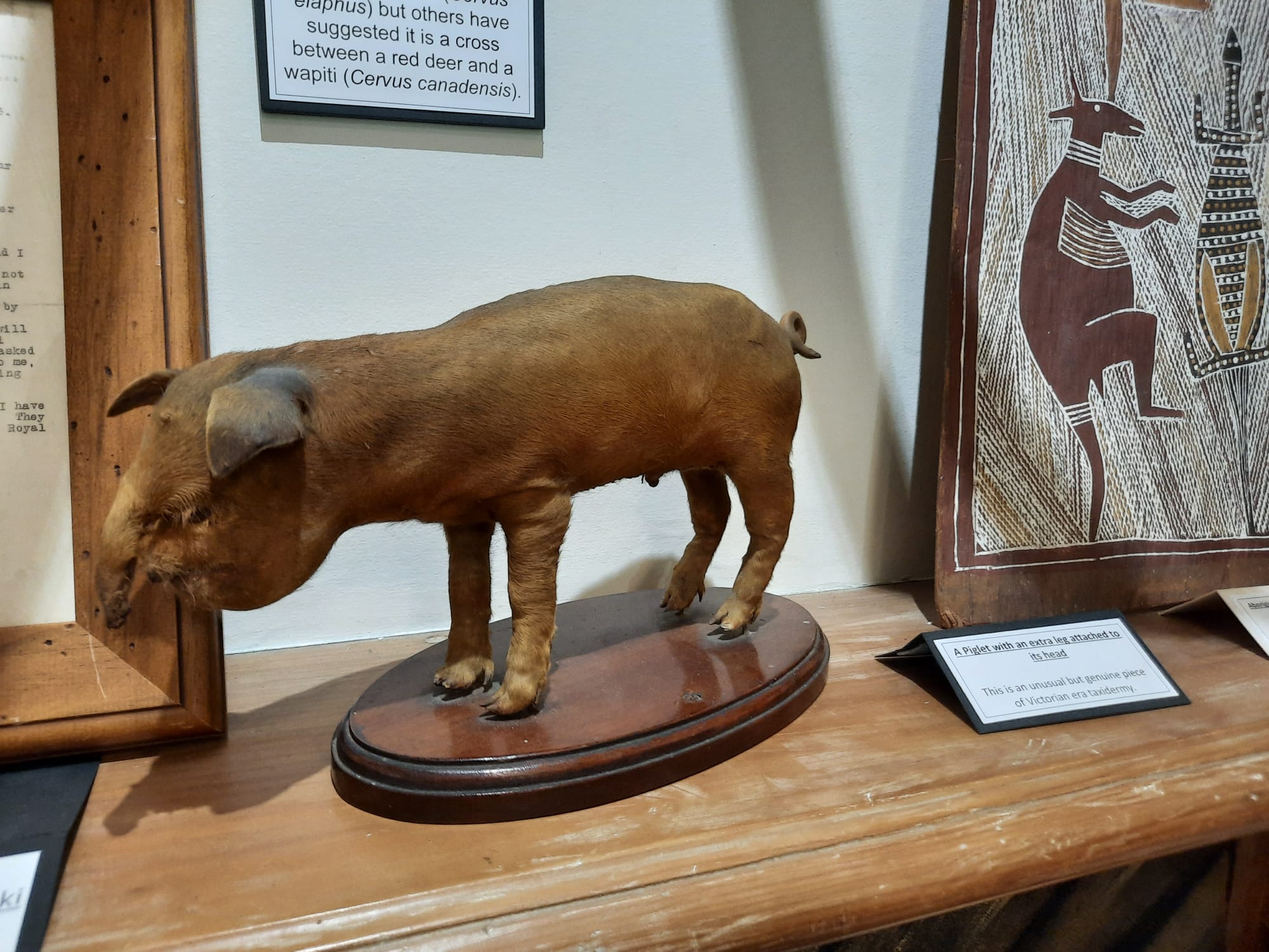 Dunedin Museum Of Natural Mystery – Salterton Arts Review