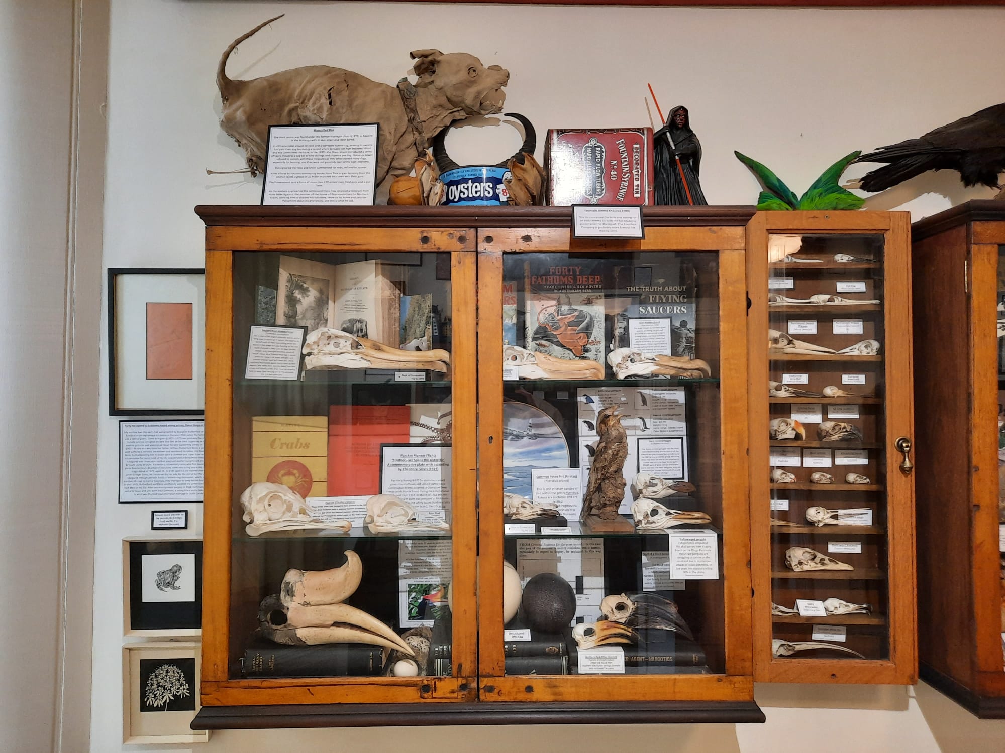 Dunedin Museum Of Natural Mystery – Salterton Arts Review