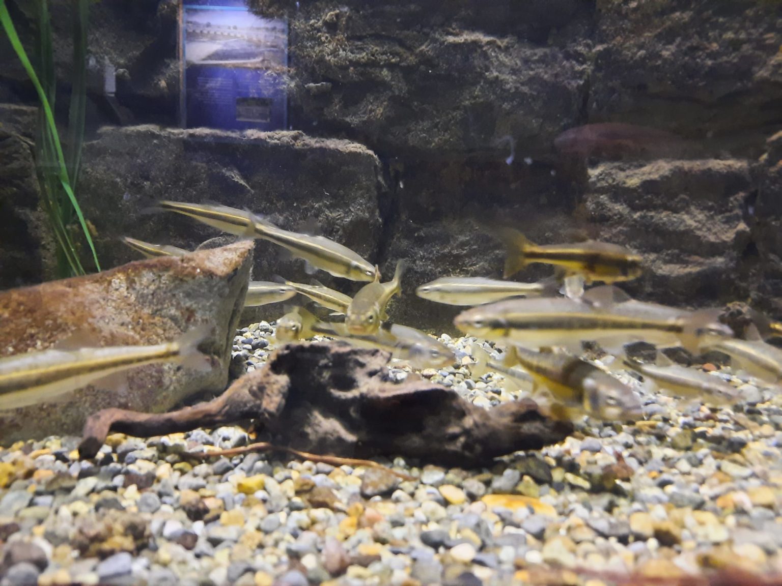Galway Atlantaquaria (+ Museological Musings On Aquariums) – Salterton ...