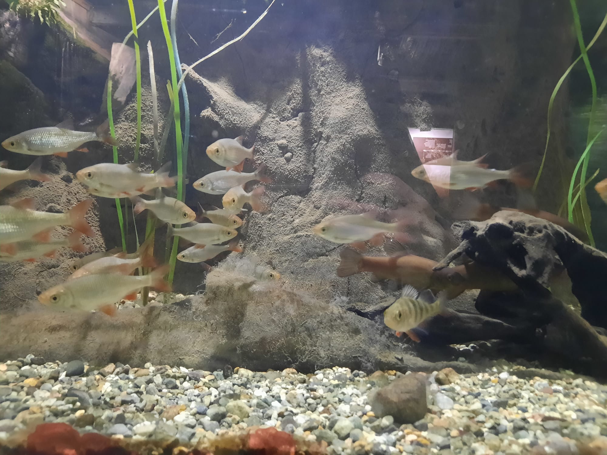 Galway Atlantaquaria (+ Museological Musings On Aquariums) – Salterton ...