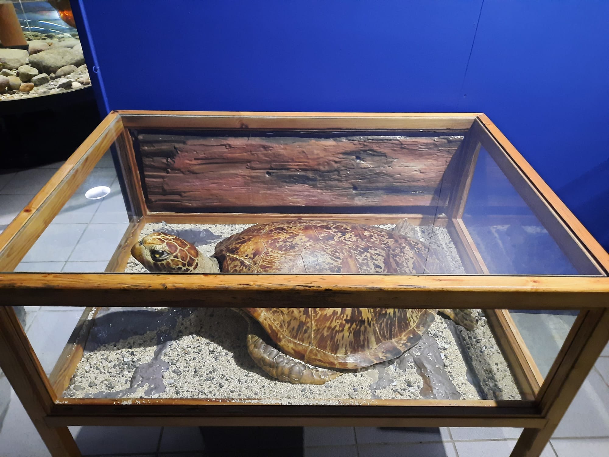 Galway Atlantaquaria (+ Museological Musings On Aquariums) – Salterton ...