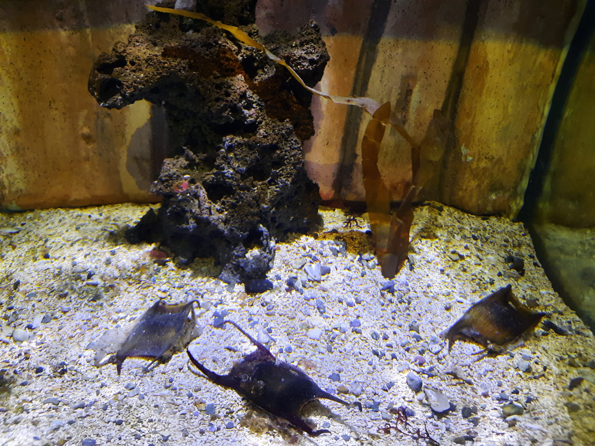 Galway Atlantaquaria (+ Museological Musings On Aquariums) – Salterton ...