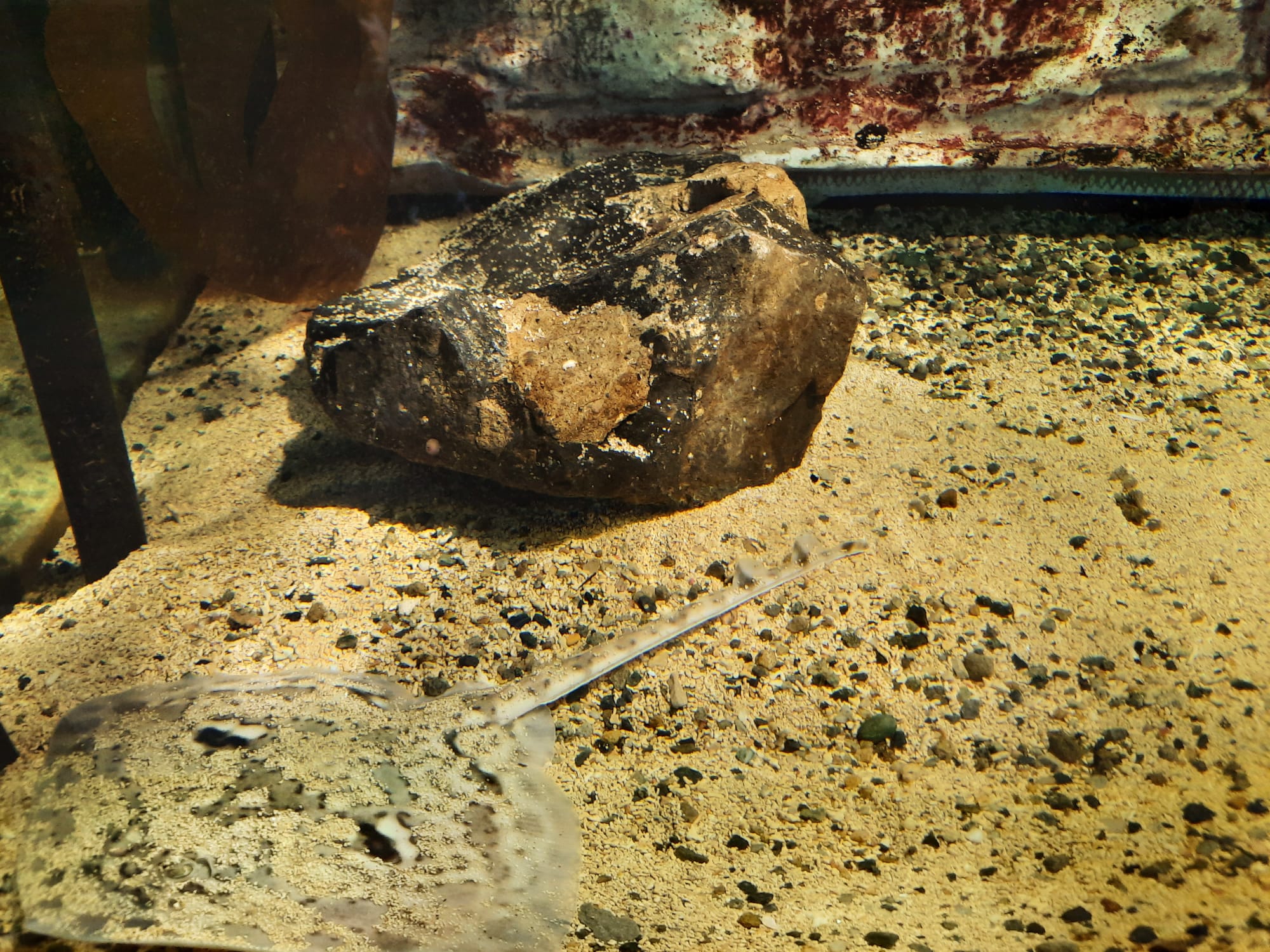 Galway Atlantaquaria (+ Museological Musings On Aquariums) – Salterton ...