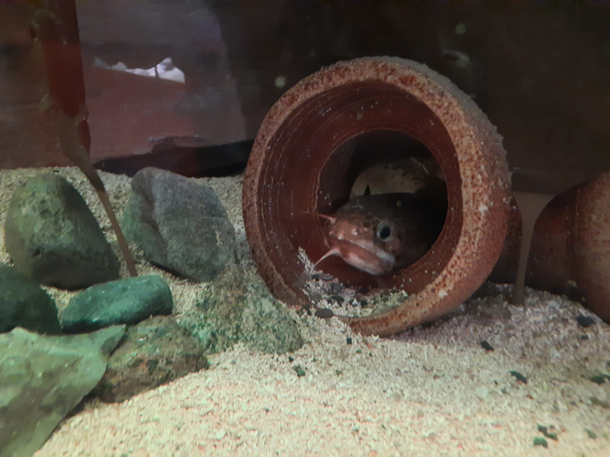 Galway Atlantaquaria (+ Museological Musings On Aquariums) – Salterton ...