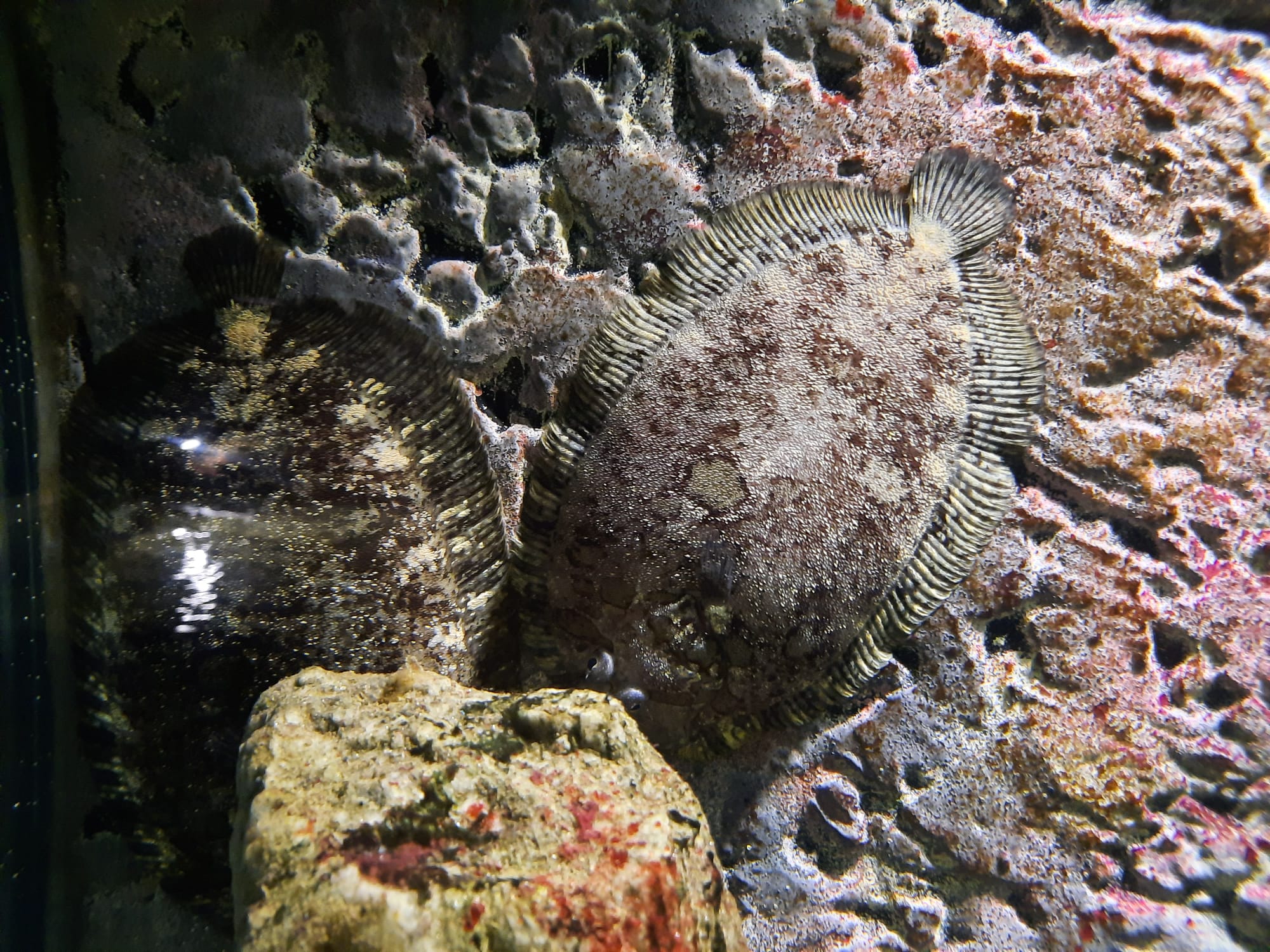 Galway Atlantaquaria (+ Museological Musings On Aquariums) – Salterton ...