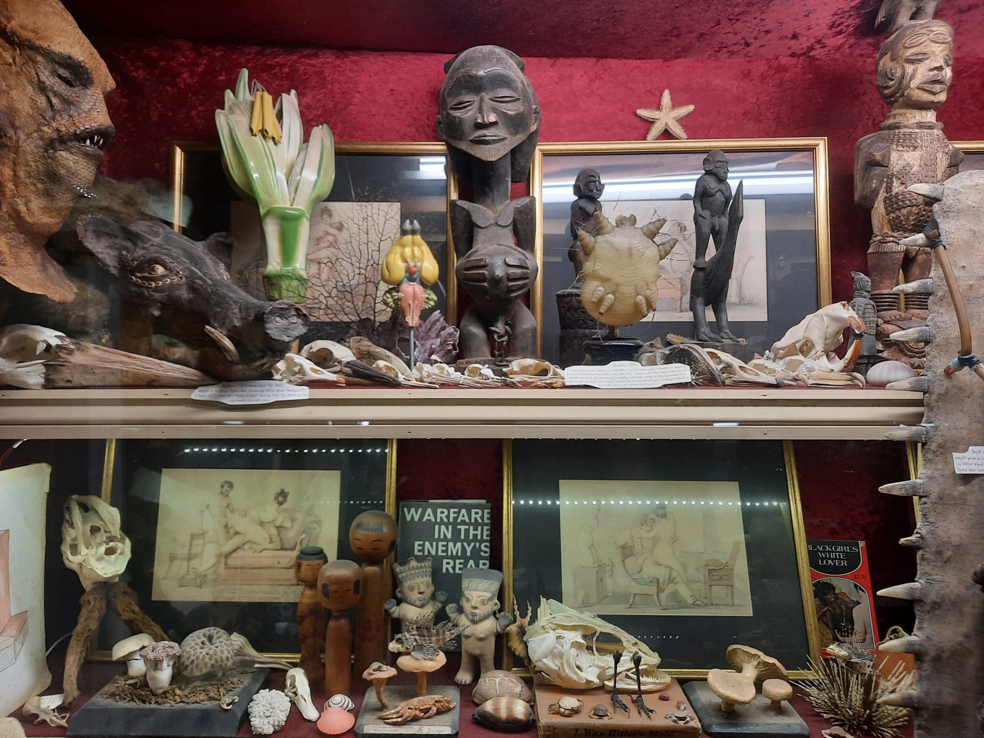 A Modern Wunderkabinett: The Viktor Wynd Museum Of Curiosities, Fine ...