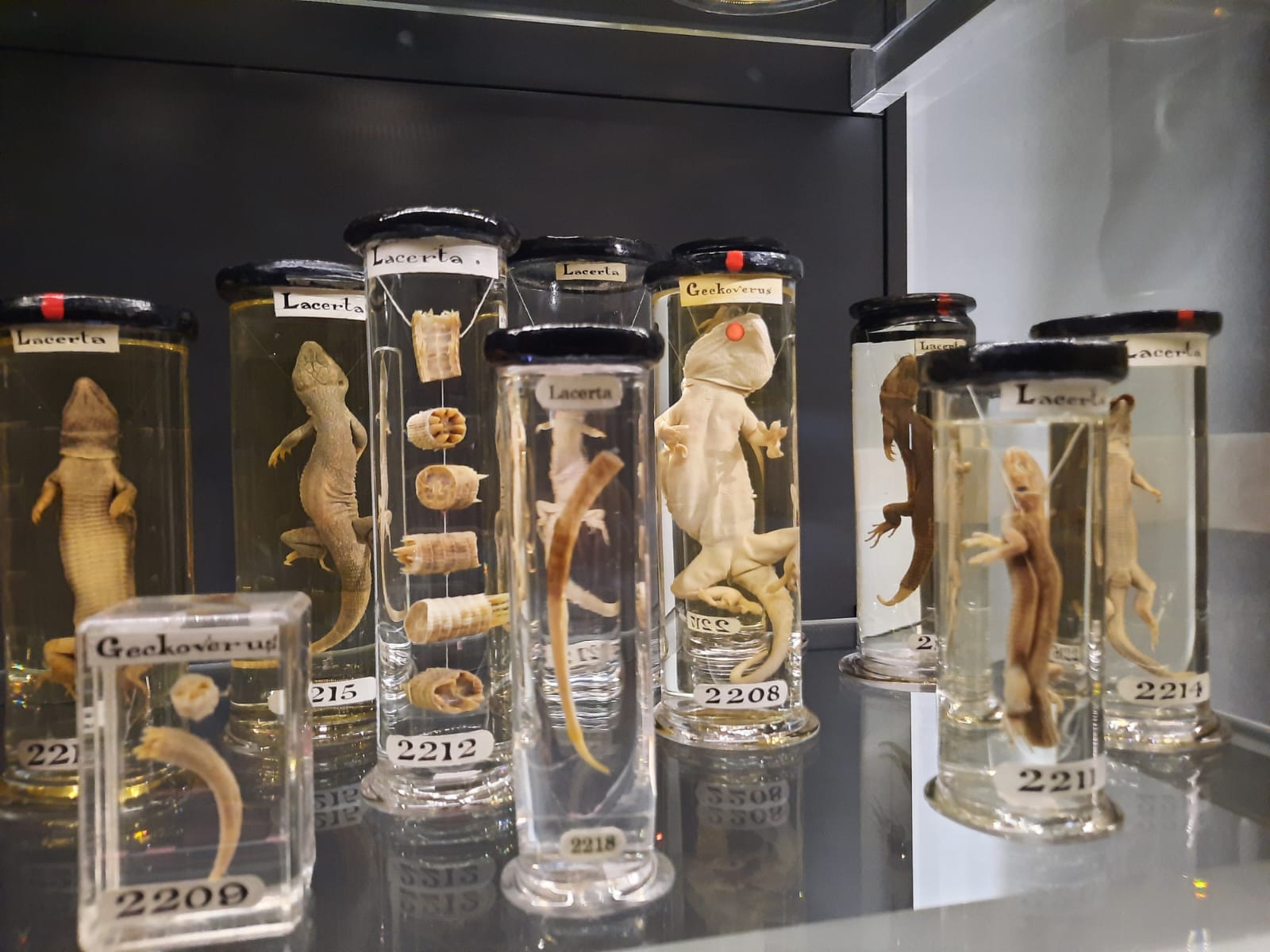 Case Studies in Human Remains and Contemporary Museum Ethics: UCL ...