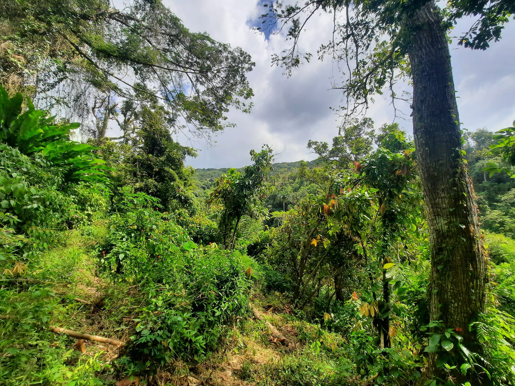 Grenada for Culture Lovers – Salterton Arts Review