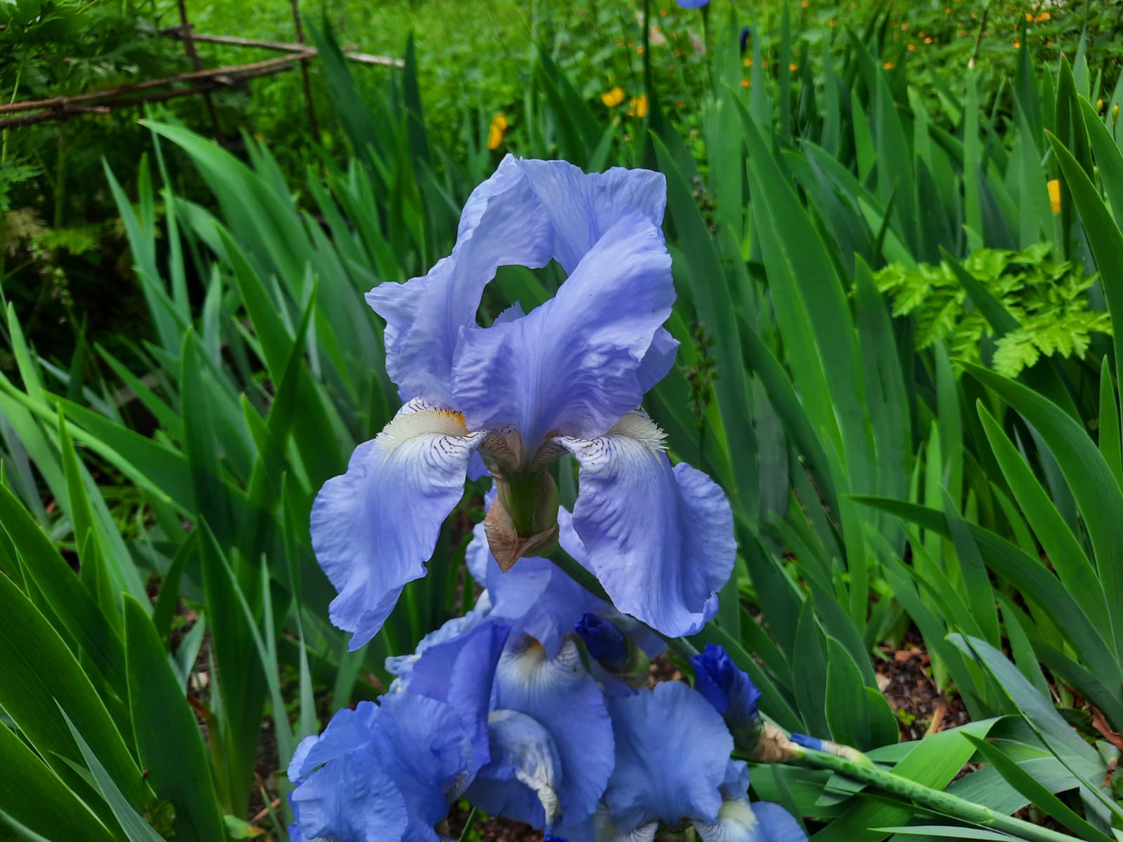 Petersham Through Its Gardens – Salterton Arts Review