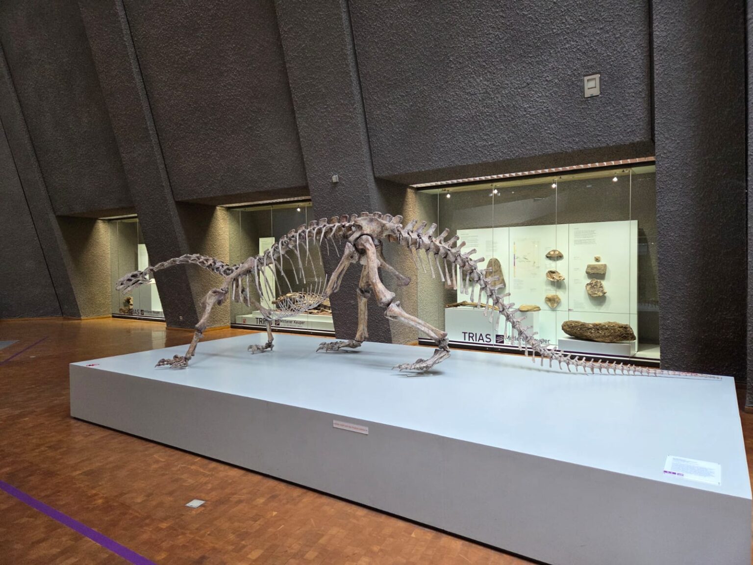 Museum am Löwentor, Stuttgart State Museum of Natural History ...